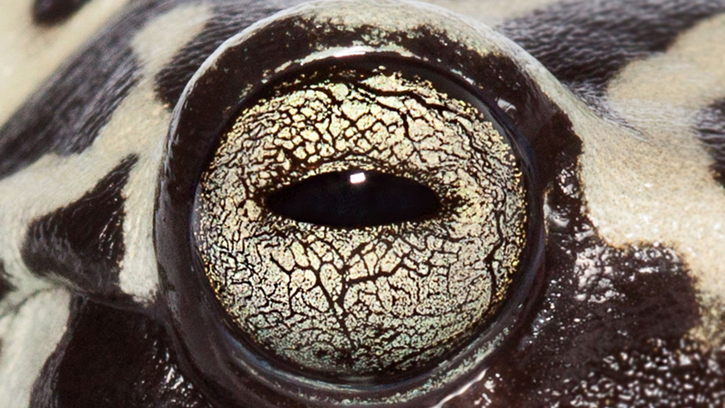 Frog and toad pupils mainly come in seven different shapes