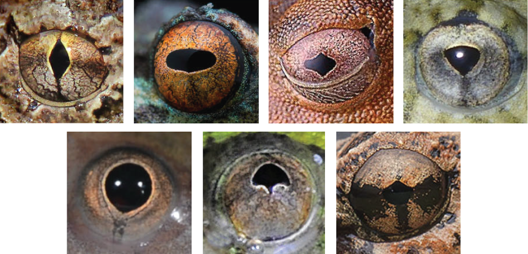 Frog and toad pupils mainly come in seven different shapes
