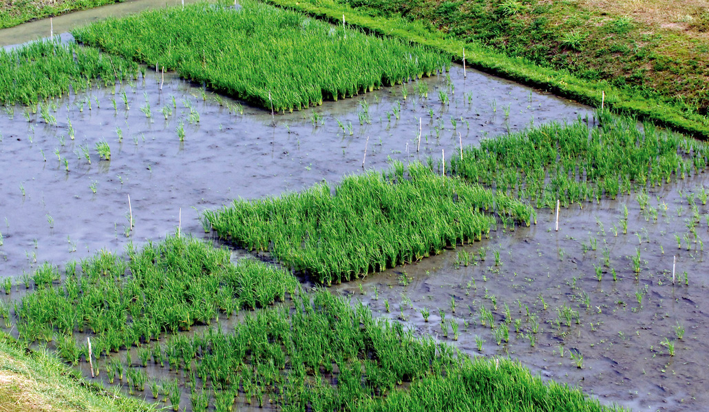 Rice feeds half the world. Climate change's droughts and floods put it ...