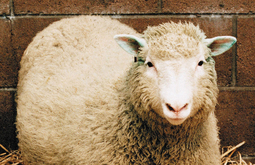 First cloned mammal | Science News