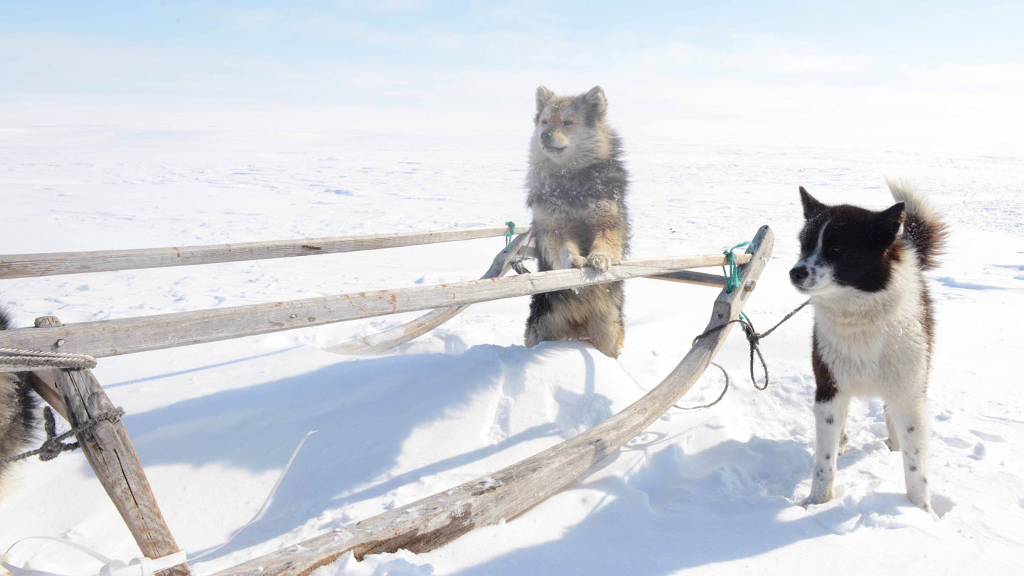 Dog DNA confirms prehistoric Siberians traded outside the Arctic ...
