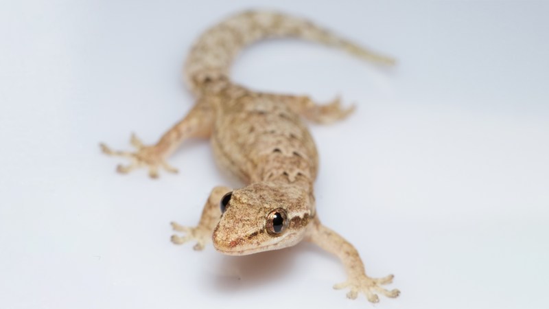 Gene-edited stem cells help geckos regrow more perfect tails