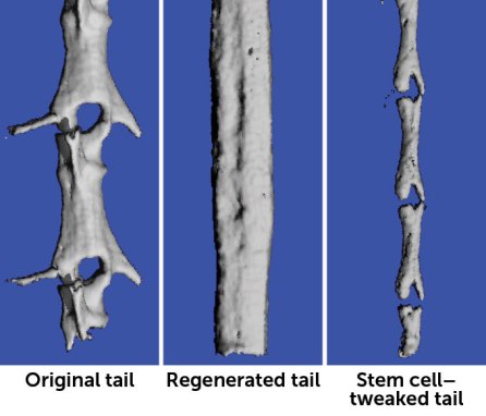 Gene-edited stem cells help geckos regrow more perfect tails
