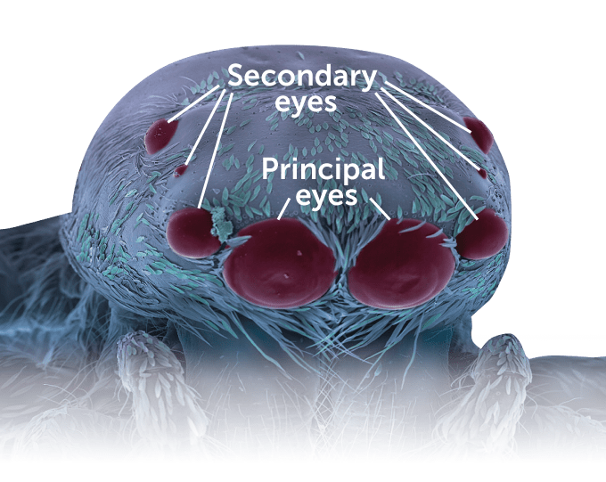 How jumping spiders' senses capture a world beyond our perception ...