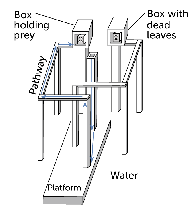 How jumping spiders' senses capture a world beyond our perception ...