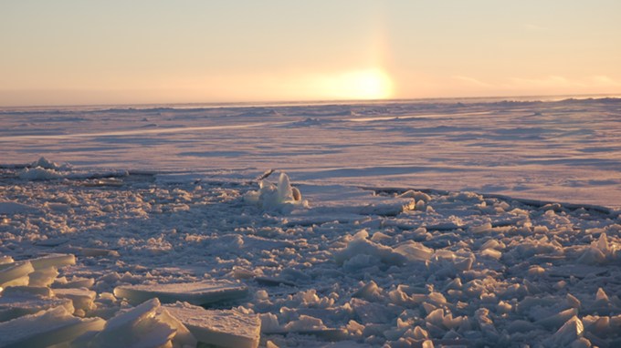 Scientists are racing to save the Last Ice Area, an Arctic Noah's Ark