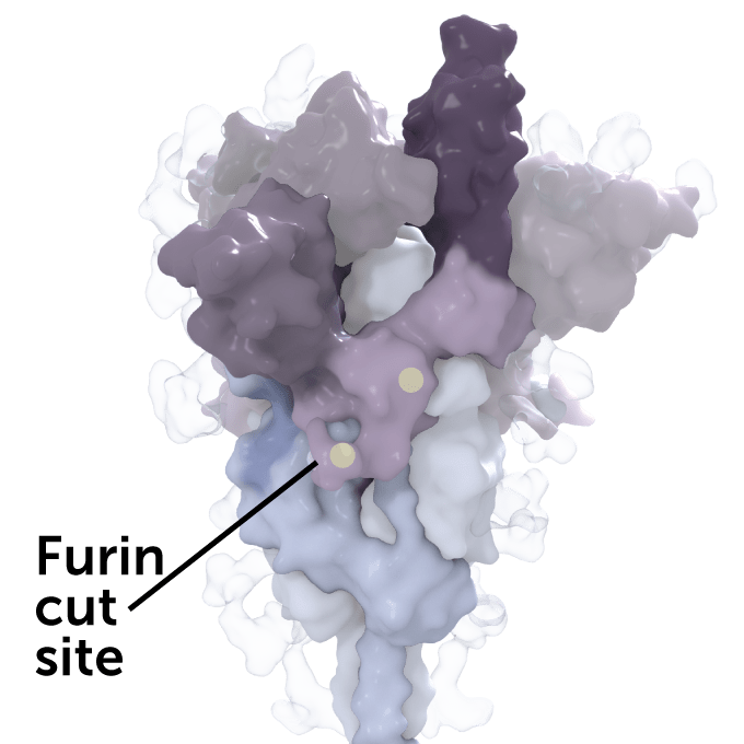Why the coronavirus's delta variant dominated 2021