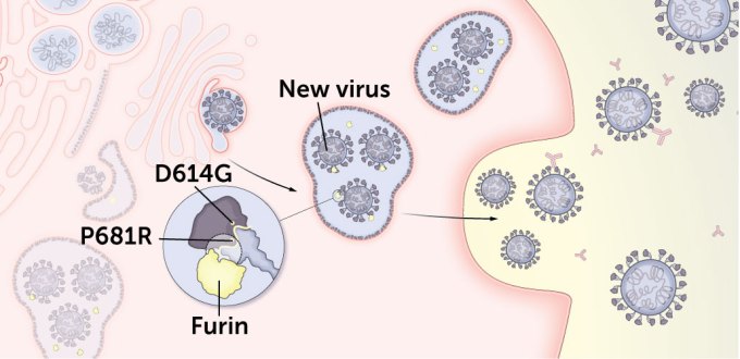 Why the coronavirus's delta variant dominated 2021