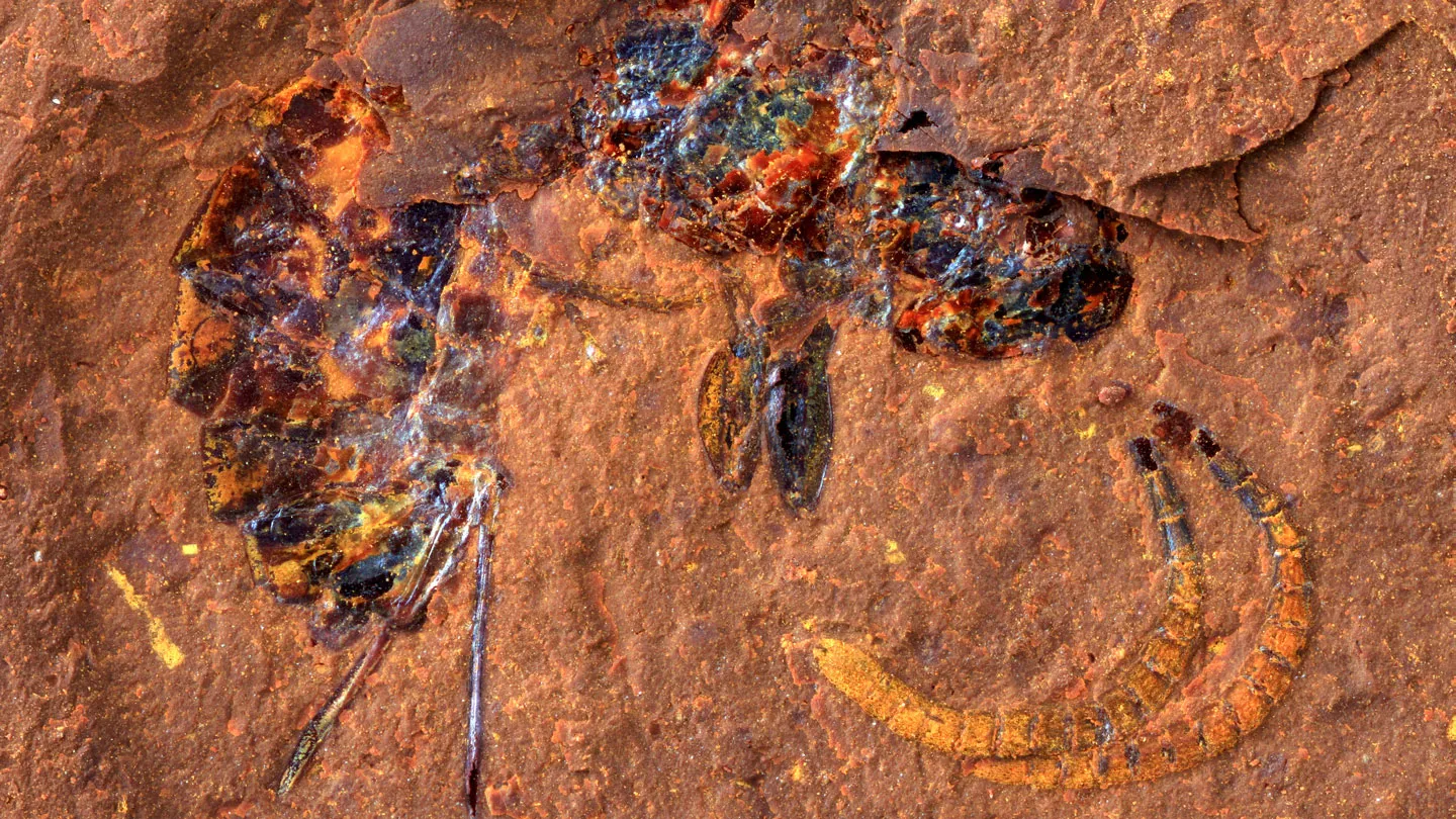 See stunning fossils from an ancient Australian forest | Science News