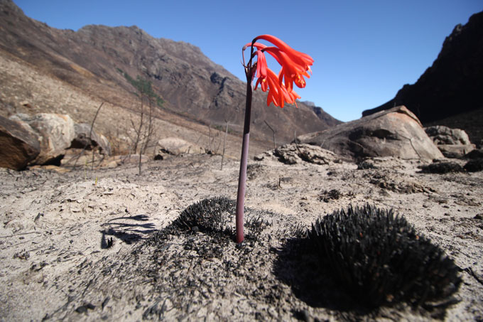 Fynbos plants hold their ground with the world’s thinnest roots ...