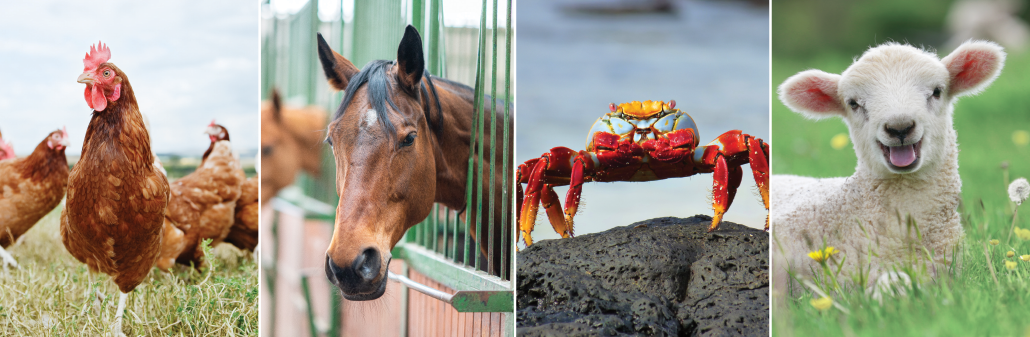 How do we know what emotions animals feel?