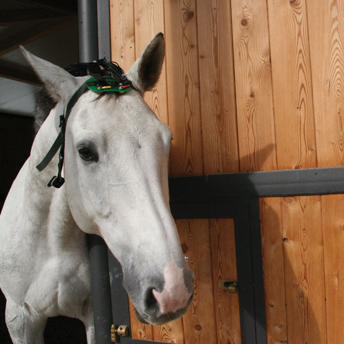 How do we know what emotions animals feel?
