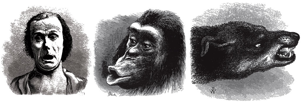 How do we know what emotions animals feel?