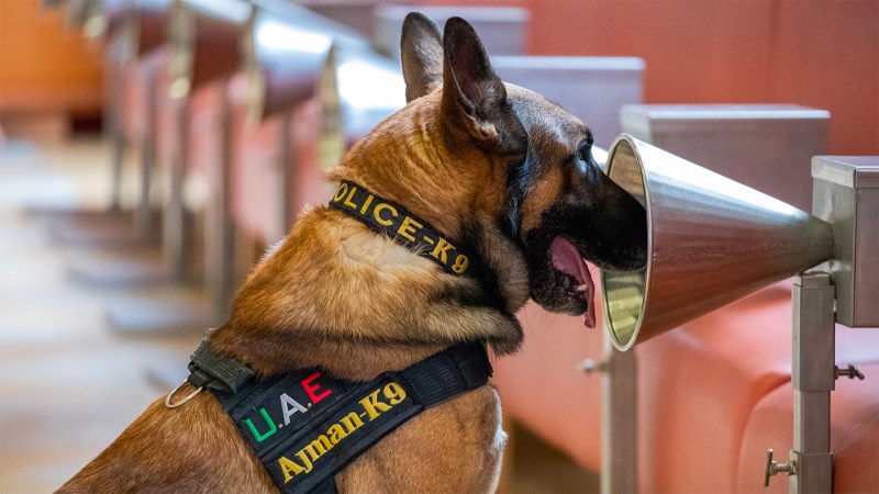 Trained dogs detect COVID-19 as well as PCR tests do | Science News