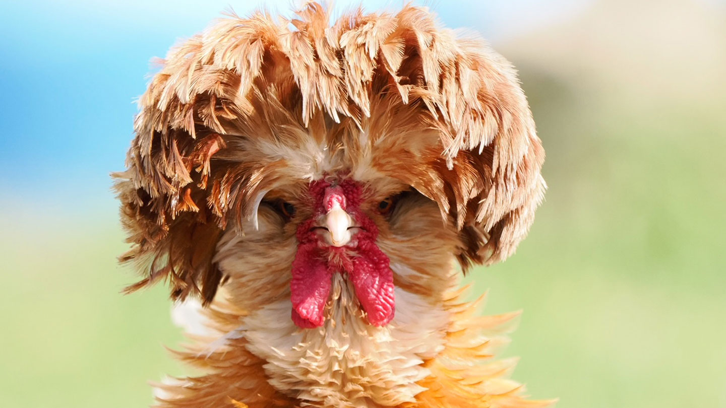 Domestic chickens’ origin story may have begun about 3,500 years ago ...