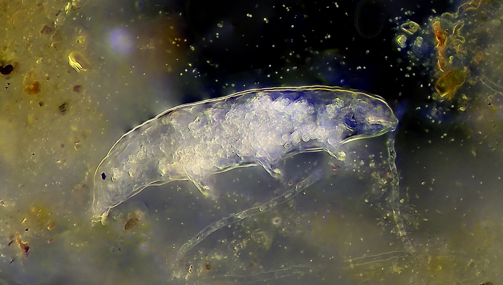 What makes tardigrades so tough? | Science News