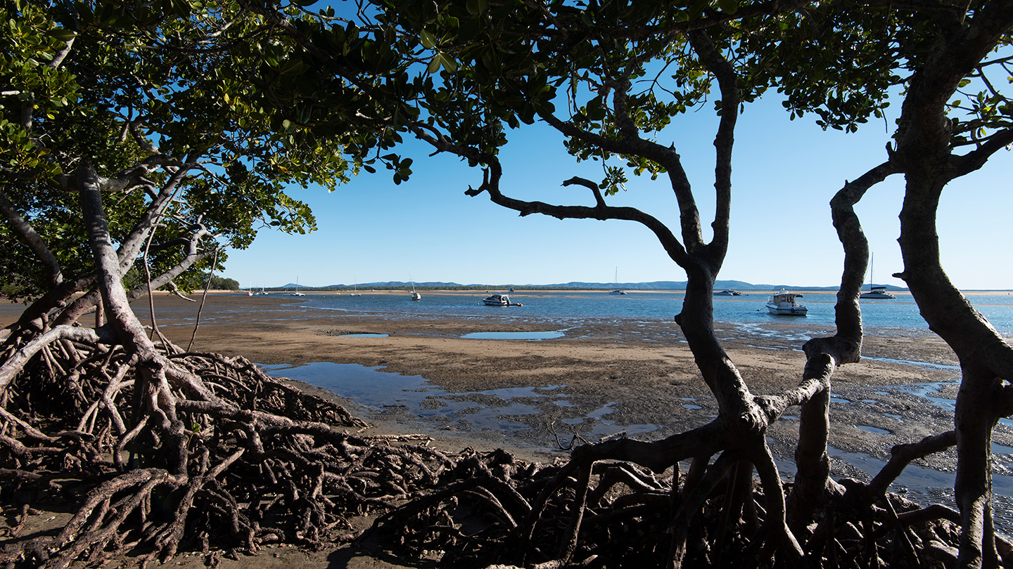 Mangroves grow in sync with the moon’s orbit | Science News