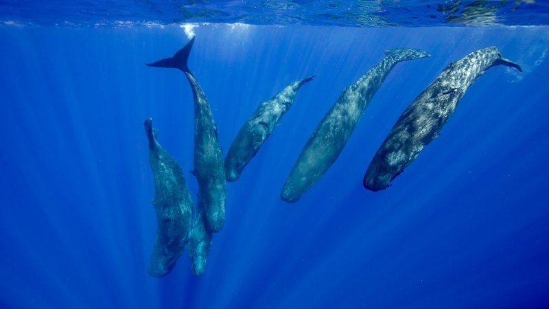 Clumps of blood vessels protect dolphin and whale brains during dives ...