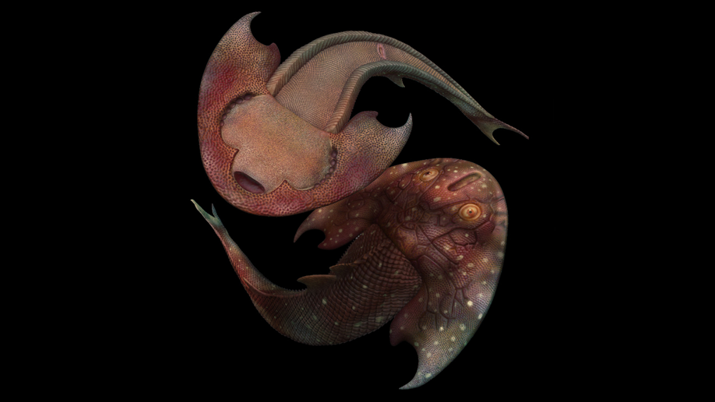 Ancient fish highlight the strangeness of our vertebrate ancestors ...