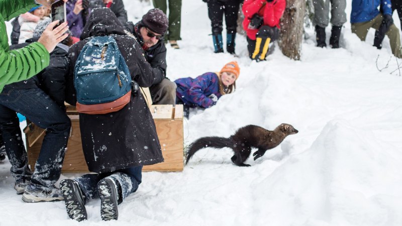 Tree-climbing carnivores called fishers are back in Washington’s forests