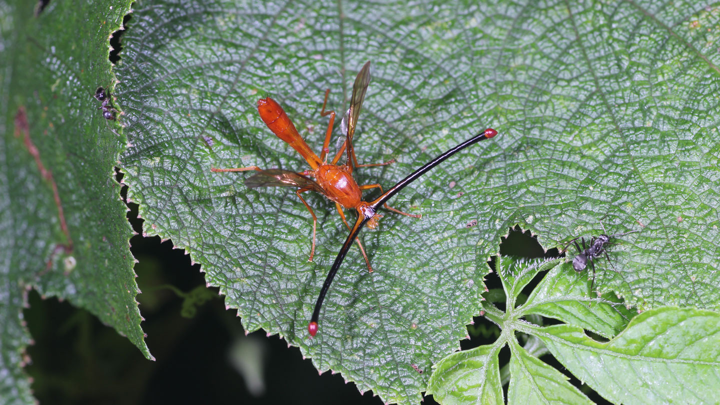 As certain young fruit flies mature, their eyes pop out of their head