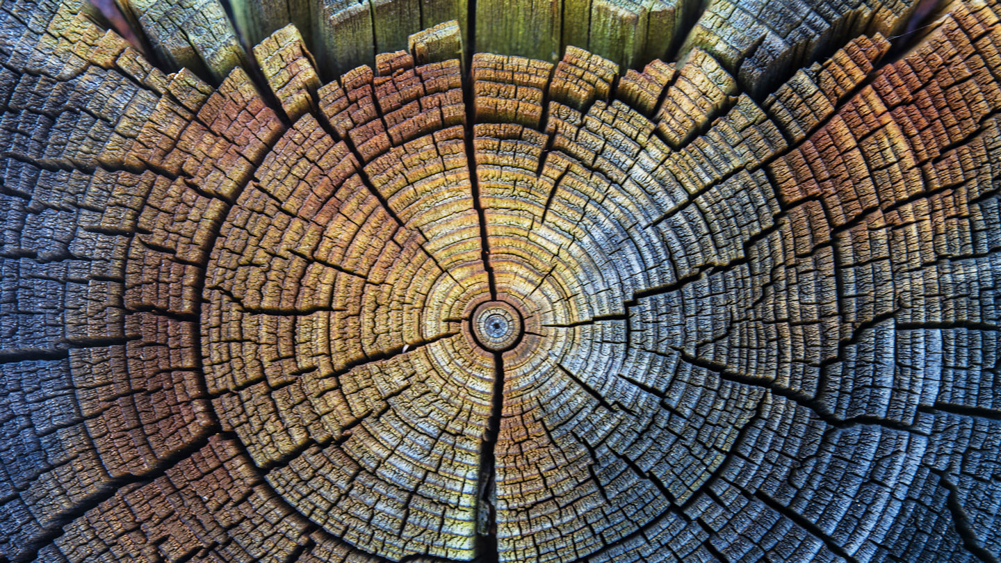 Huge solar storms may not explain shadows of radiation in trees