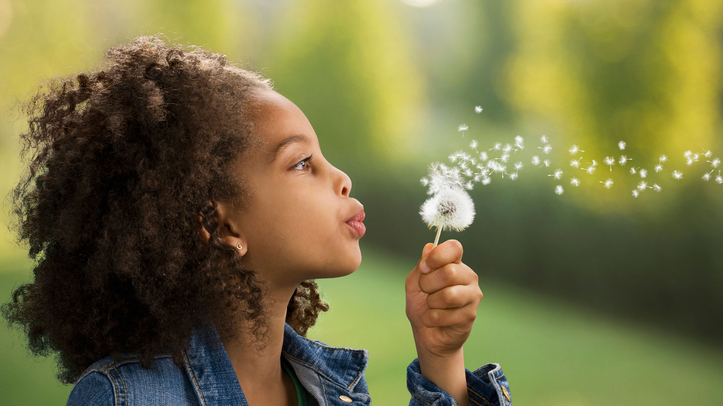 Why dandelion seeds are so good at spreading widely