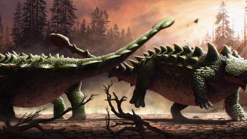 Armored dinosaurs may have used tail clubs to bludgeon each other
