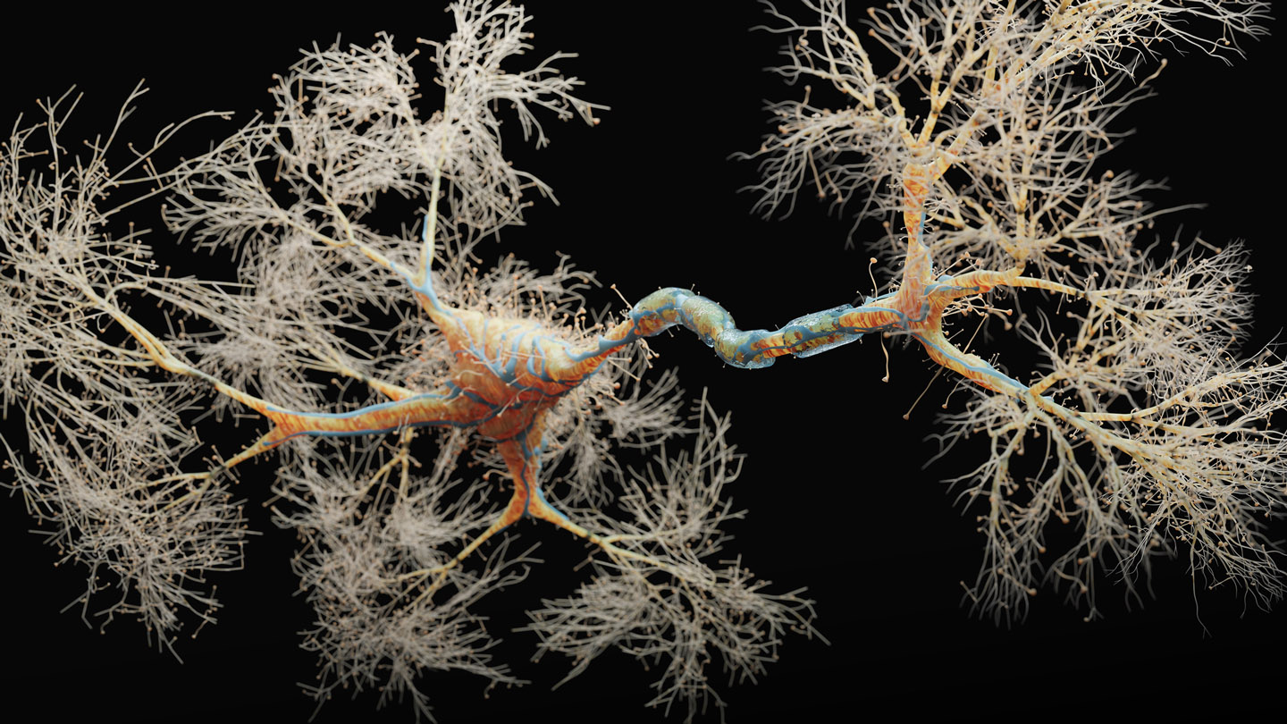 Adult mouse brains are teeming with ‘silent synapses’