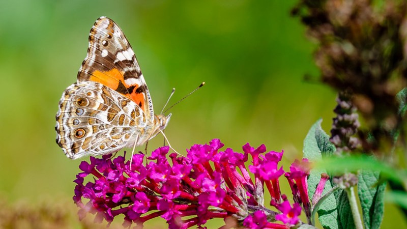 76 percent of well-known insects fall outside protected areas