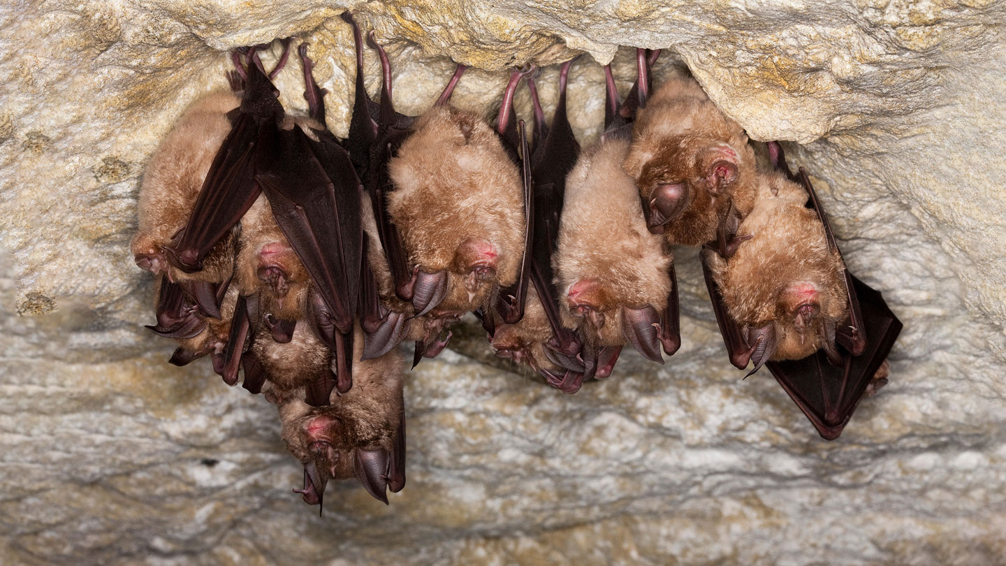 Mammals that live in groups may live longer, longevity research suggests