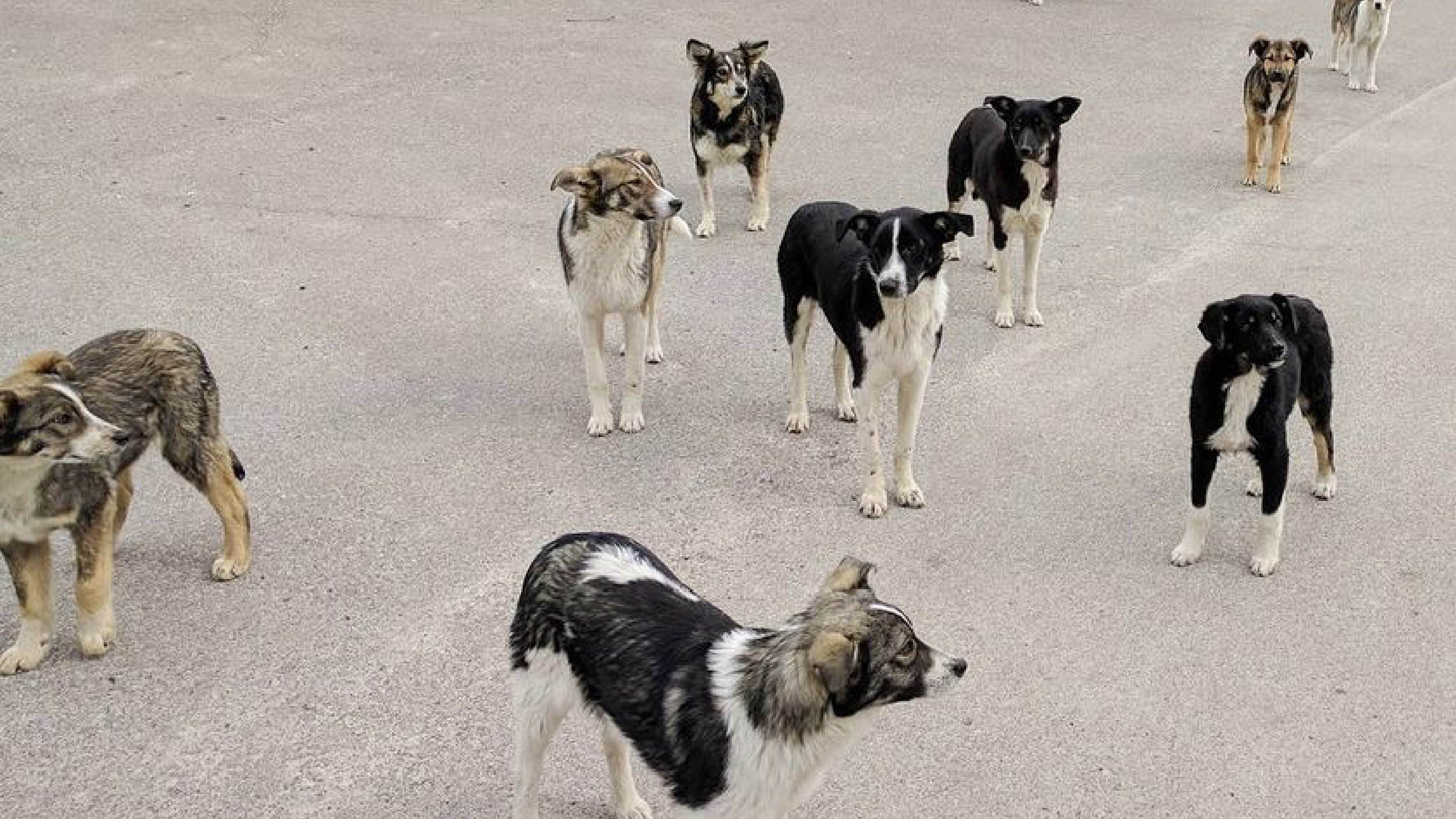 What the first look at the genetics of Chernobyl's dogs revealed
