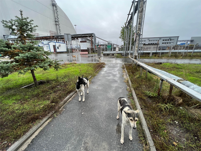 What the first look at the genetics of Chernobyl's dogs revealed