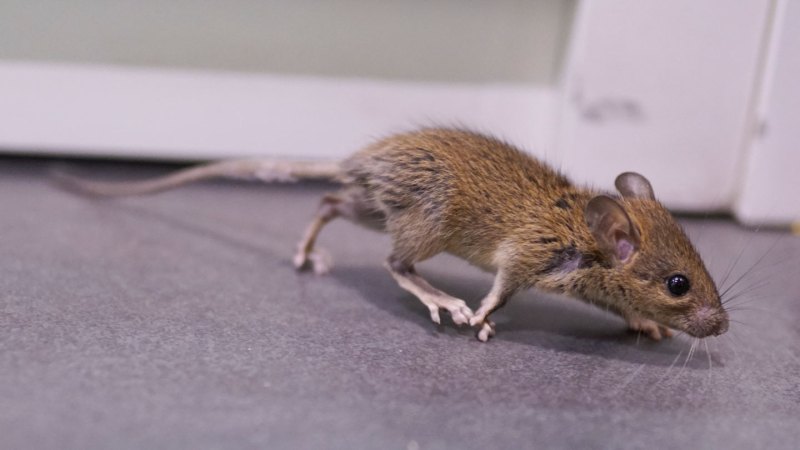 In mice, anxiety isn’t all in the head. It can start in the heart