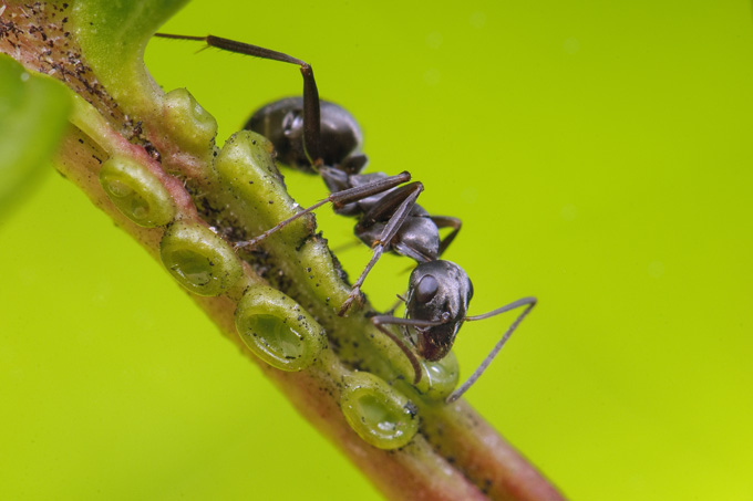 Marjorie Weber explores plant-protecting ants and other wonders of ...