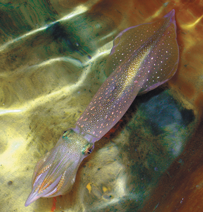 Octopuses and squid are masters of RNA editing while leaving DNA intact