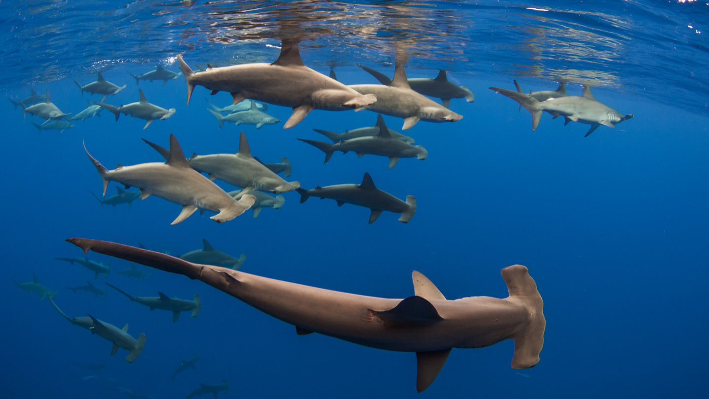 Why some hammerhead sharks seem to 'hold their breath' during dives