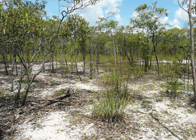 The Amazon might not have a 'tipping point.' But it's still in trouble
