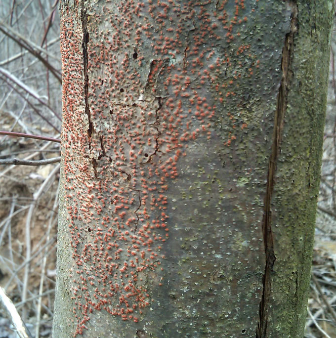 'Blight' warns that a future pandemic could start with a fungus