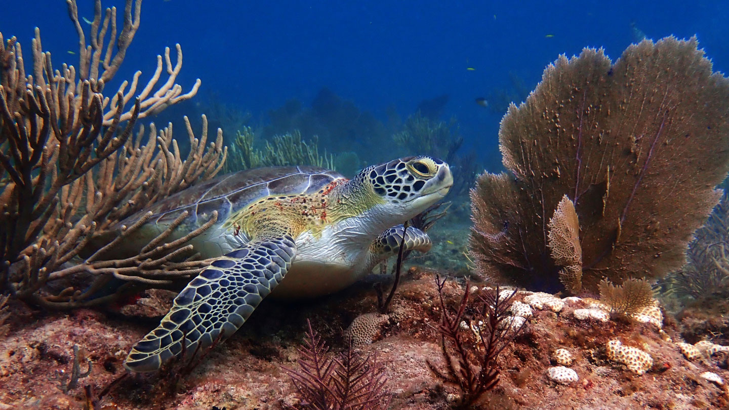 Marine life is still in danger after extreme ocean heat off Florida has ...