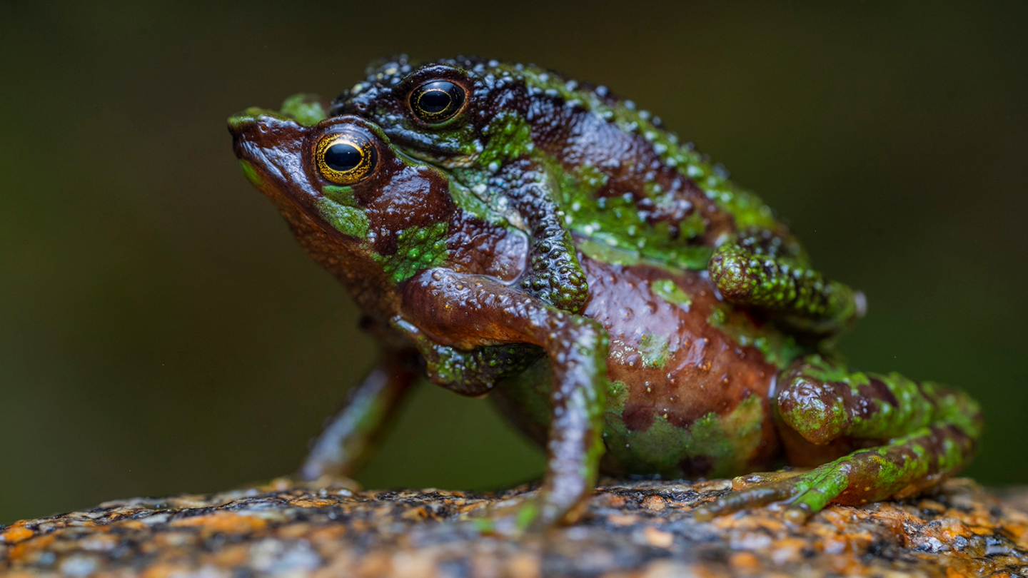 A global report finds amphibians are still in peril. But it’s not all ...
