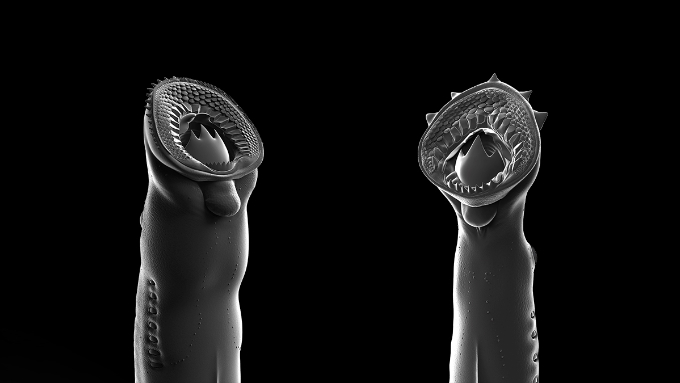 Newfound fossil species of lamprey were flesh eaters