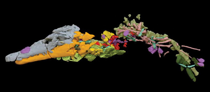 How neutron imaging uncovers hidden secrets of fossils and artifacts
