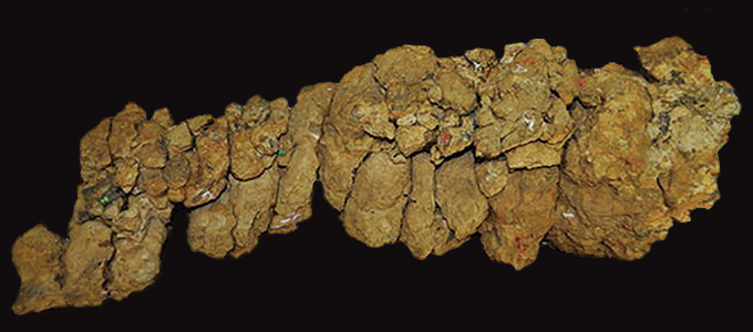 How neutron imaging uncovers hidden secrets of fossils and artifacts