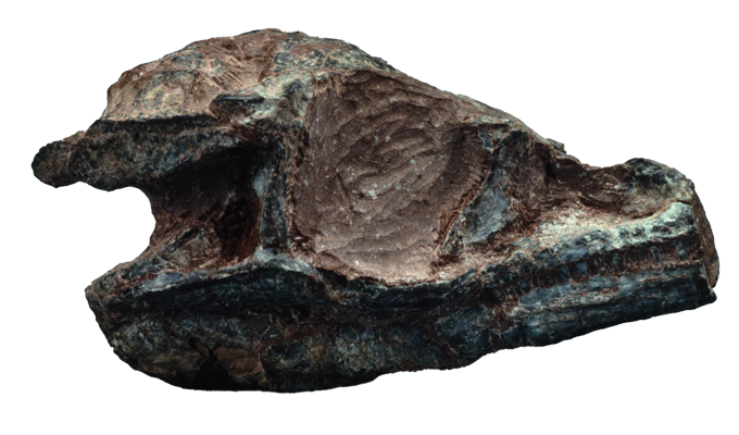 How neutron imaging uncovers hidden secrets of fossils and artifacts