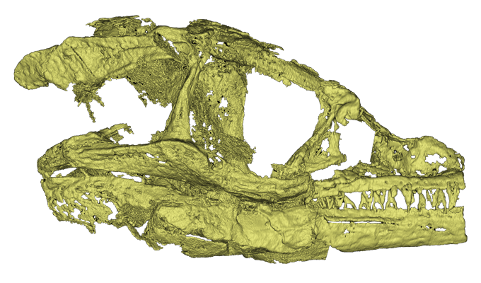 How neutron imaging uncovers hidden secrets of fossils and artifacts