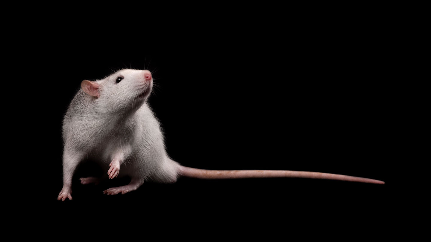 Rats can move a digital object using just their brain
