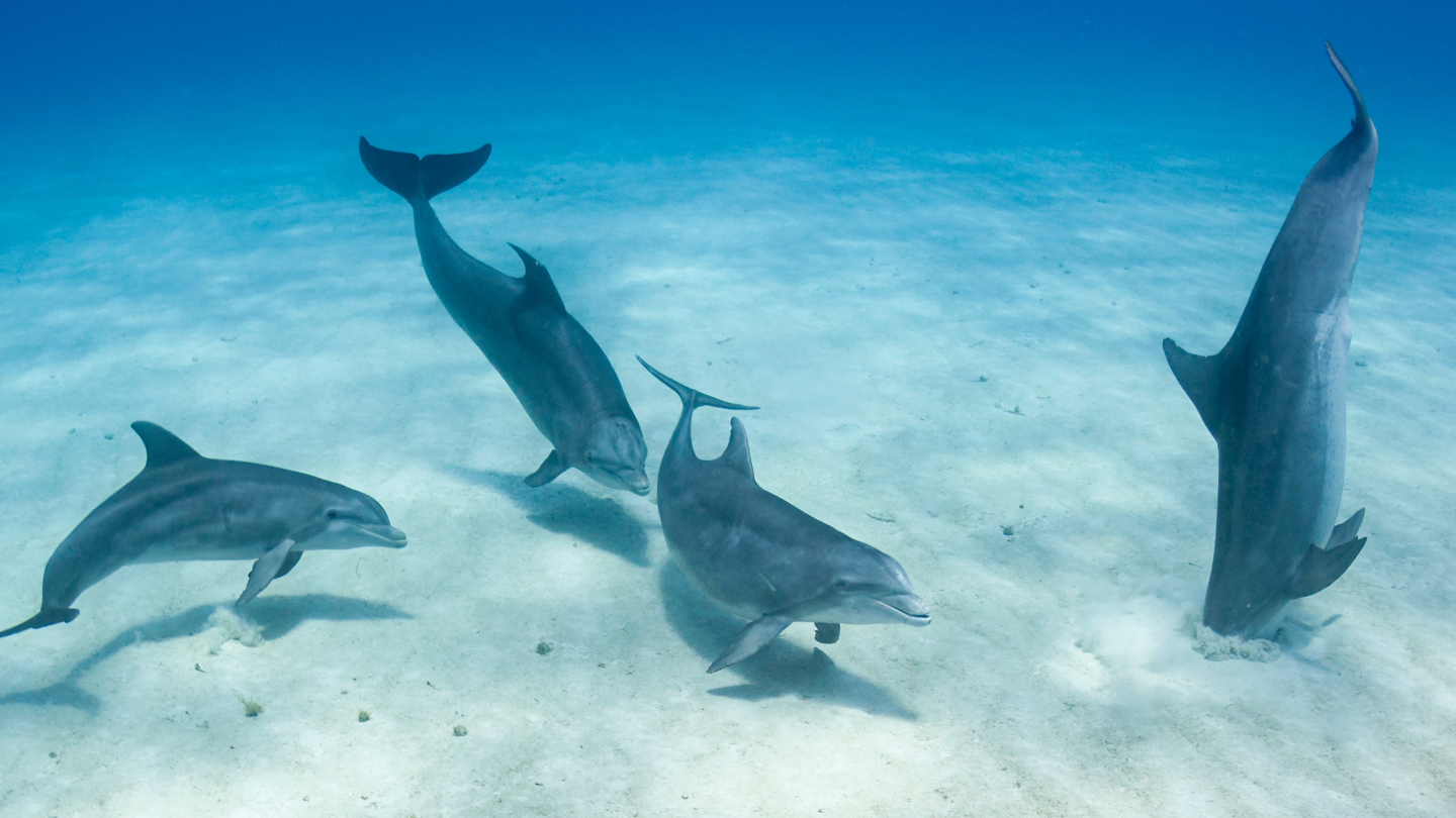 Bottlenosed dolphins might hunt fish by sensing their electric fields