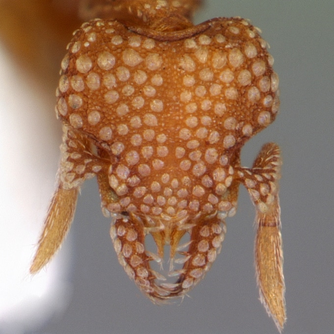 Ant face patterns like swirls and stubble might have practical value