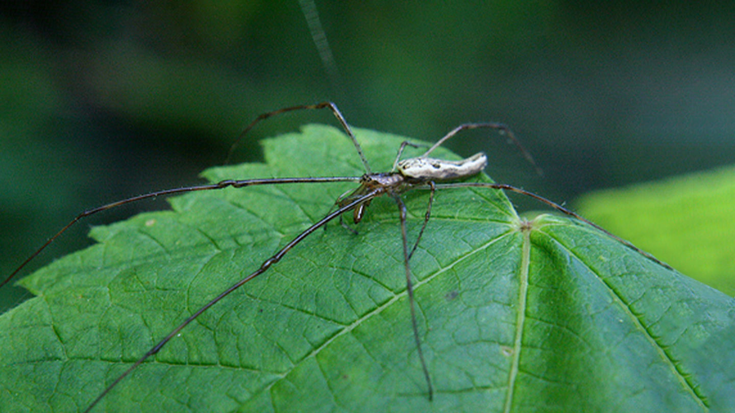 Here’s how spiders that go overboard use light to find land